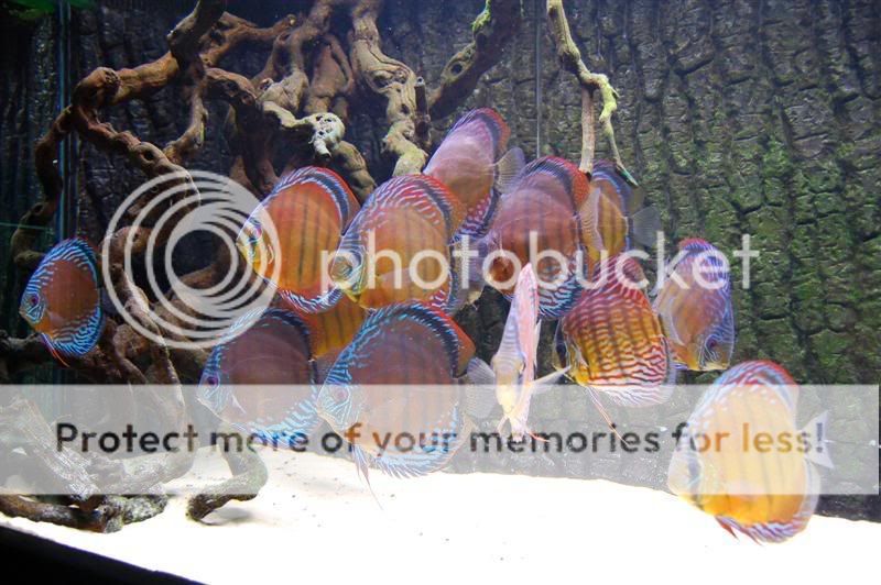 Discus | Reptile Forums