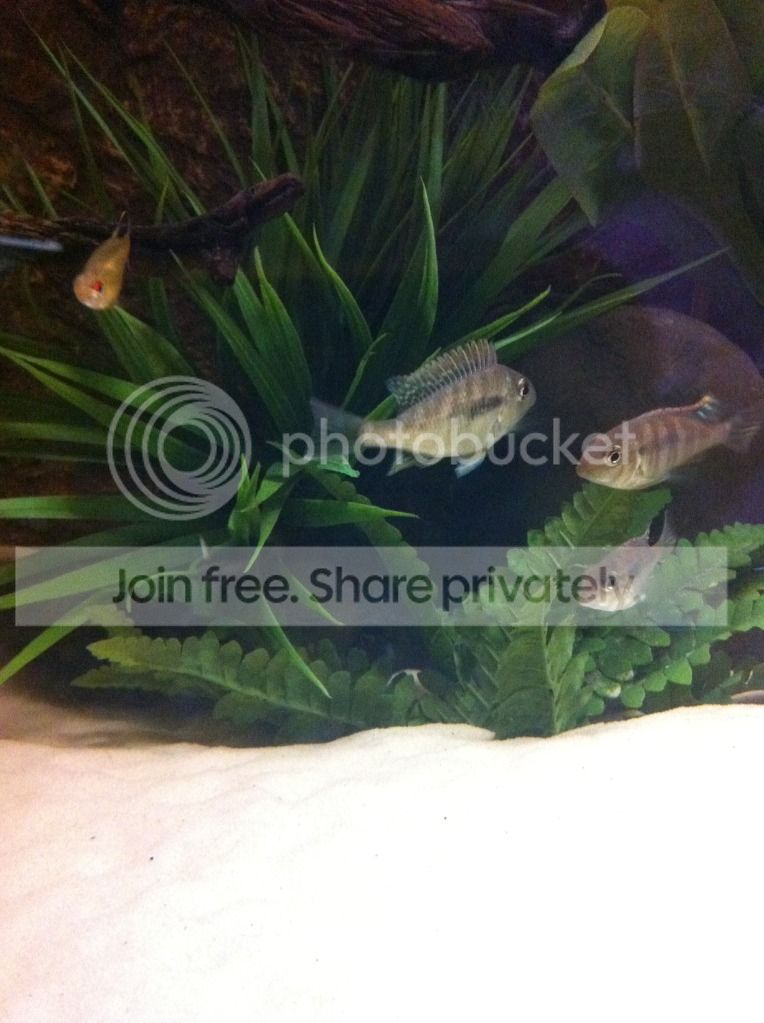 Geo. Red Head Tapajos - When do they start to color up? (image heavy ...