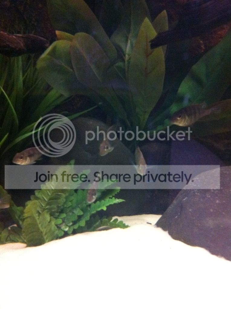 Geo. Red Head Tapajos - When do they start to color up? (image heavy ...