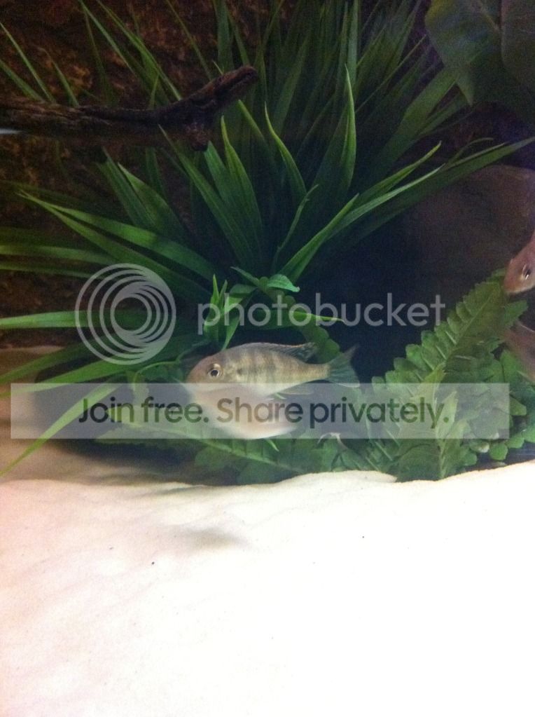 Geo. Red Head Tapajos - When do they start to color up? (image heavy ...