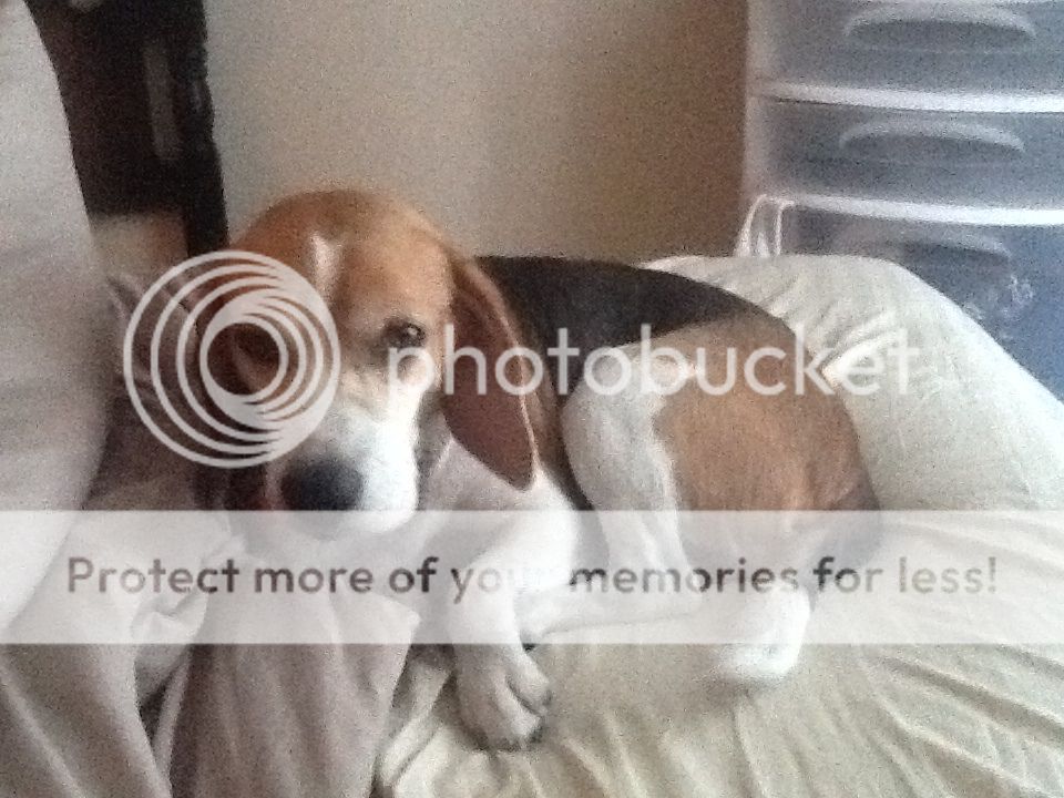 Working line vs. Show line | Dog Forum